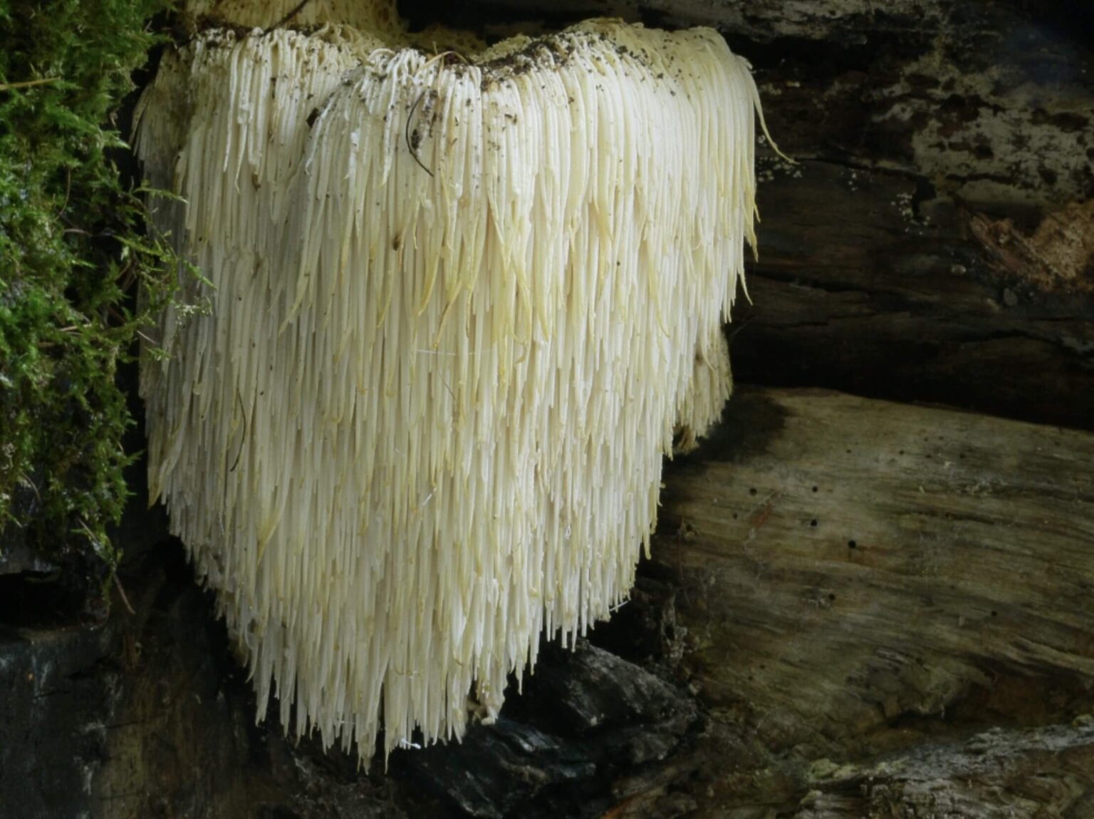 Coama leului - suplimente, beneficii si contraidincatii